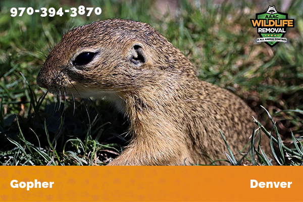 Gophers - AAAC Wildlife Removal of Denver