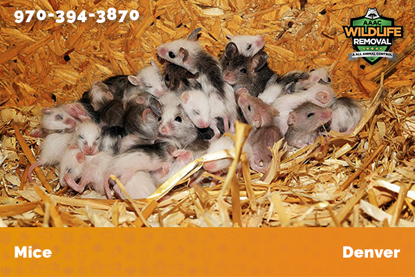 Rat Control Denver | Rats and Pest Removal