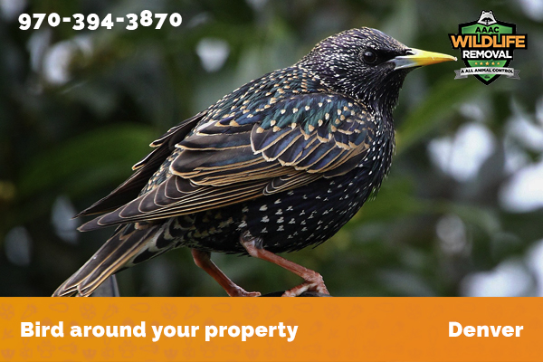Bird Control Birds - AAAC Wildlife Removal of Denver