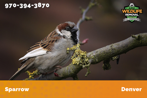 Bird Control Birds - AAAC Wildlife Removal of Denver